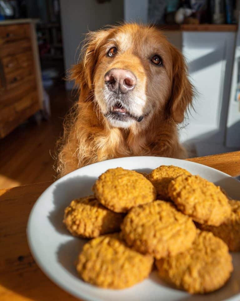 Amazing Peanut Butter Pumpkin Dog Cookies Recipe